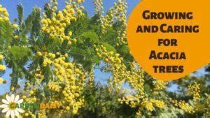 Everything You Need To Know About Growing And Caring For Acacia Trees