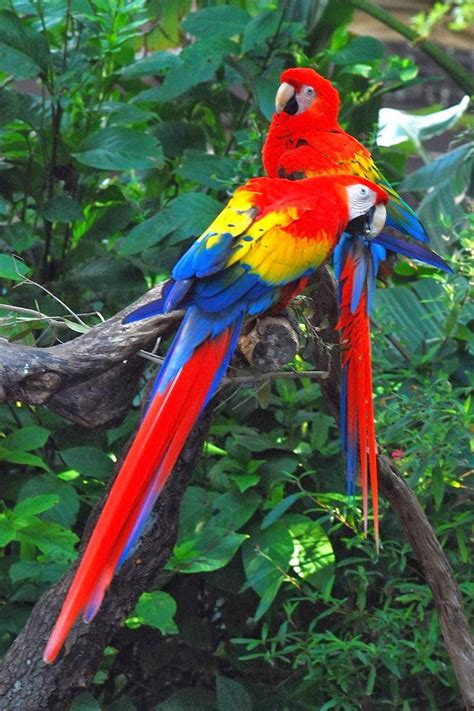 Beautiful Rainforest Birds Most Beautiful Birds Beaut Vrogue Co