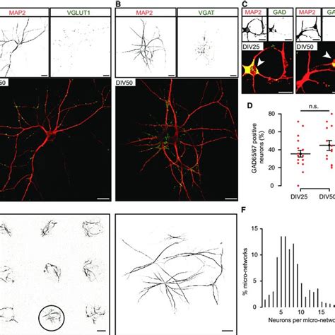 Micro Networks Of Excitatory And Inhibitory Human Ipsc Derived Neurons Download Scientific