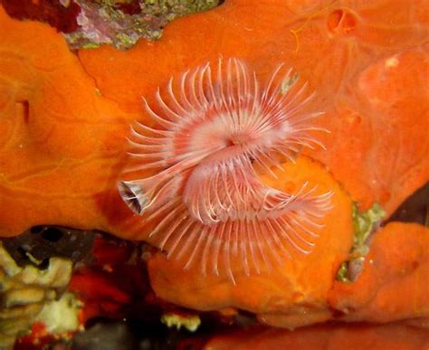 Serpula Vermicularis Alchetron The Free Social Encyclopedia