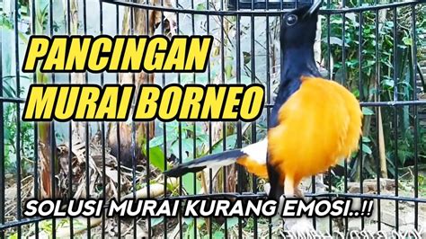 BORNEO BUNYI EMOSI AMPUH BIKIN MURAI BATU LAIN JADI NYAUT GACOR YouTube