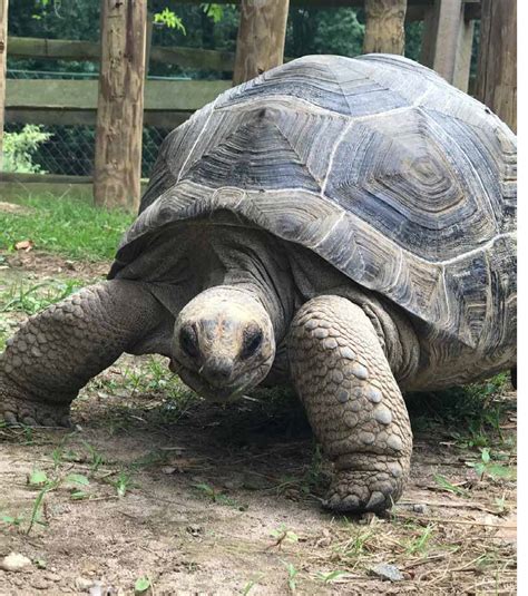 Aldabra Giant Tortoise