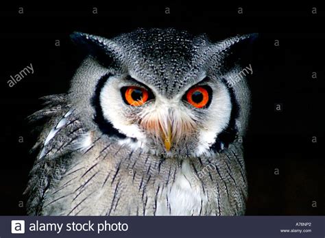 Northern White Faced Owl Ptilopsis Leucotis Hi Res Stock Photography