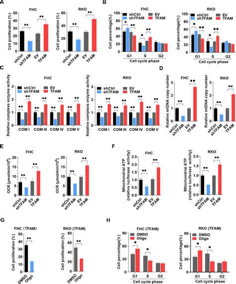 Tfam Promotes The Proliferation Of Both Iecs And Colorectal Cancer
