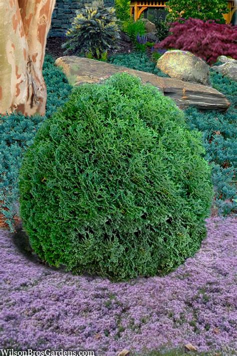 Buy Hetz Midget Dwarf Globe Arborvitae Thuga Free Shipping 1 Gallon Wilson Bros Gardens
