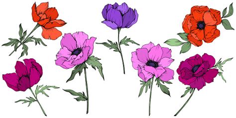 벡터 말미잘 꽃 식물 꽃 흑백 잉크 아트가 새겨져 있습니다 격리된 말미잘 그림 요소 0명에 대한 스톡 벡터 아트 및 기타 이미지