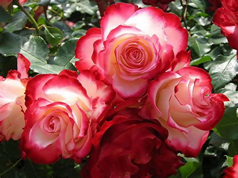 Amor De Sol Poente Rosas