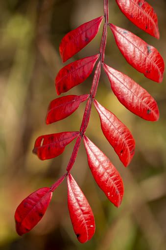 Sumac 잎의 클로즈업은 생동감 넘치는 붉은 가을 색상과 배경의 초점이 맞지 않는 자연 색조로 나타납니다 0명에 대한 스톡