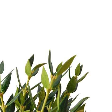 Metrosideros Umbellata