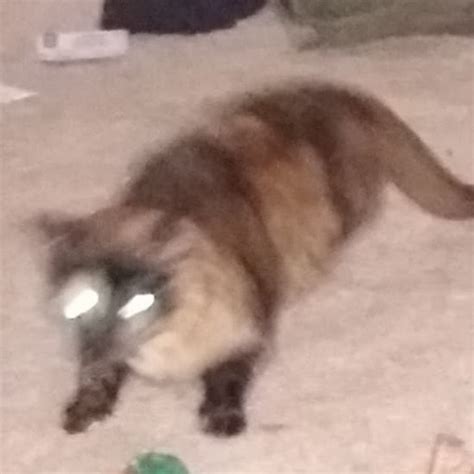 Trinity Brown Youtube