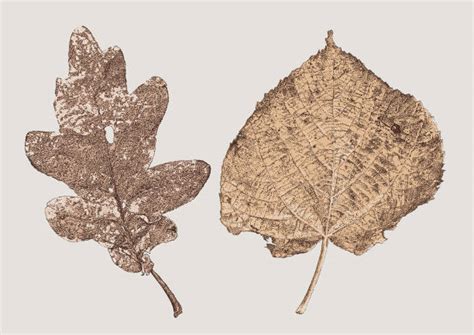 Tree Rot Illustrations Royalty Free Vector Graphics And Clip Art Istock