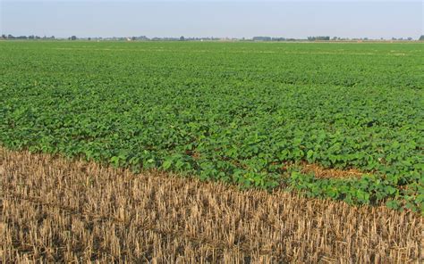 Roberto Bartolini Autore Presso Il Nuovo Agricoltore