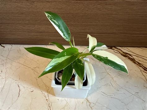 Philodendron Wend Imbe Variegated Furniture And Home Living Gardening