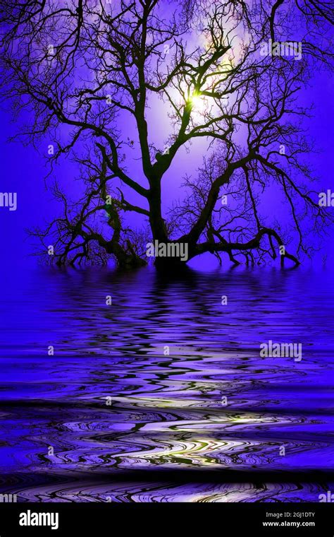 Abstract Of Tree Reflecting In Water Stock Photo Alamy