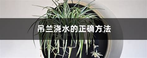 吊兰浇水的正确方法吊兰水浇多了怎么办 花百科