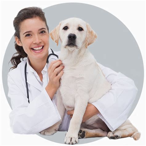 Akko Aparelhos Para Eletroquimioterapia Em Cães E Gatos