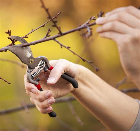 Tree Pruning New Brighton