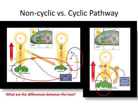 Ppt Exploring Photosynthesis Myths Processes And Steps Unveiled