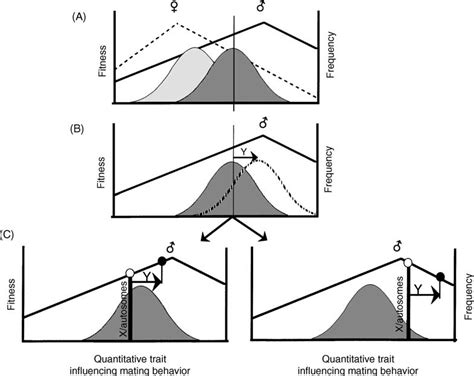 A A Graph Of Both The Phenotypic Fitness And The Distribution Of Each