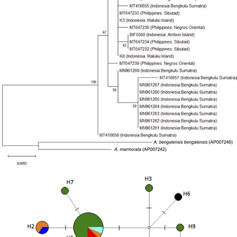 Mitochondrial Cytochrome C Oxidase Subunit 1 Co1 551 Bp Sequence