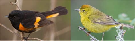 10 Possible Ways To Attract Warblers 9 Works Best Bird Watching Hq