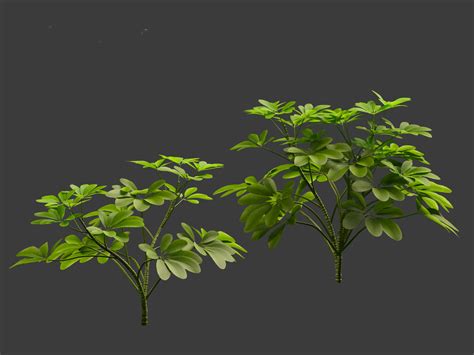 Artstation Schefflera Octophylla Umbrella Plant 01 Resources