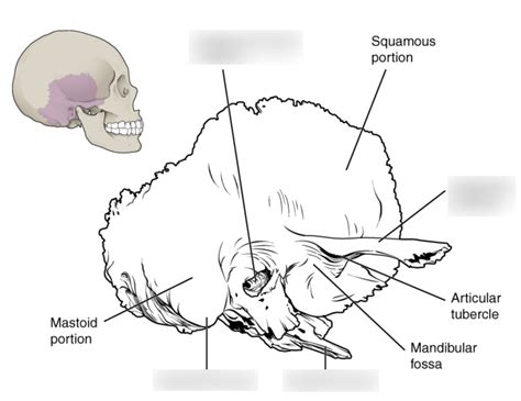 Attachmentsprocesses Of Temporal Bone Diagram Quizlet