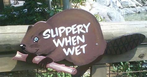 The First Thing You Need To Know About Beavers Imgur