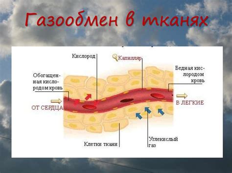 Дыхательные движения Регуляция дыхания Online Presentation
