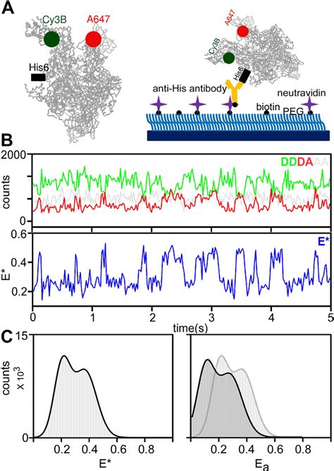 A Single Molecule Fret Strategy To Detect Real Time Conformational Download Scientific Diagram