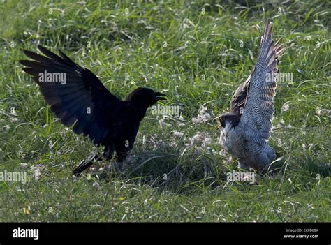 Peregrine Falcon And Raven Fighting Over A Kill The Peregrine Made The Raven Came In And Tried