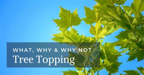 Tree Topping Archives The Complete Pruning Guide