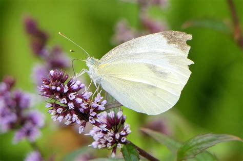 White Butterfly Meaning The 8 Spiritual Signs To Know