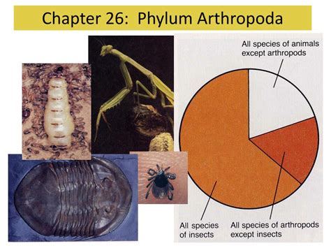 Ppt Chapter 26 Phylum Arthropoda Powerpoint Presentation Free