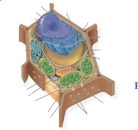 Plant Cell Diagram Quizlet