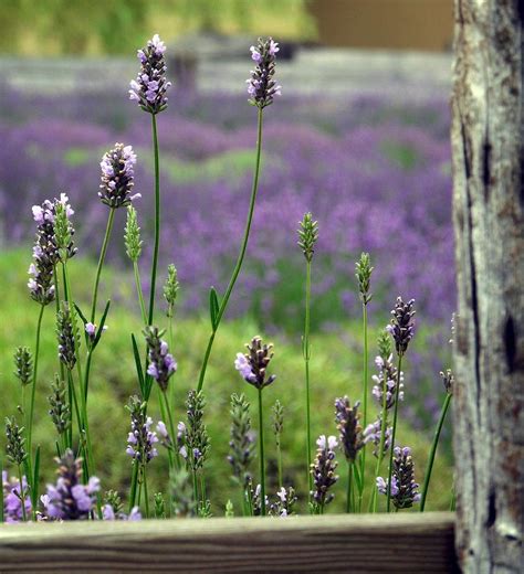 Lavender Photograph By Lynette Mcnees Fine Art America