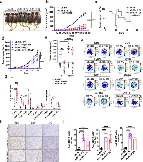 Mtorc1 Upregulates B7 H3 Cd276 To Inhibit Antitumor T Cells And Drive