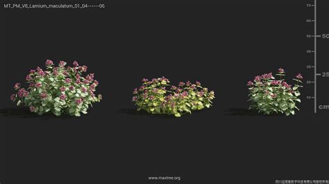 V8 Lamium Maculatum 01 Maxtree