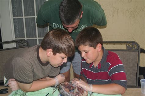 The Well Rounded Mind Turtle Dissection