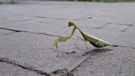 A Large Female Praying Mantis Stock Video Video Of Female