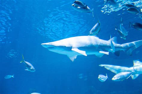 해양 수족관 다른 물고기의 큰 무리가 수 중에서 수영합니다 아름 다운 수채화 배경 바다 바닥에 수족관에있는 물고기 무리 0명에 대한 스톡 사진 및 기타 이미지 Istock