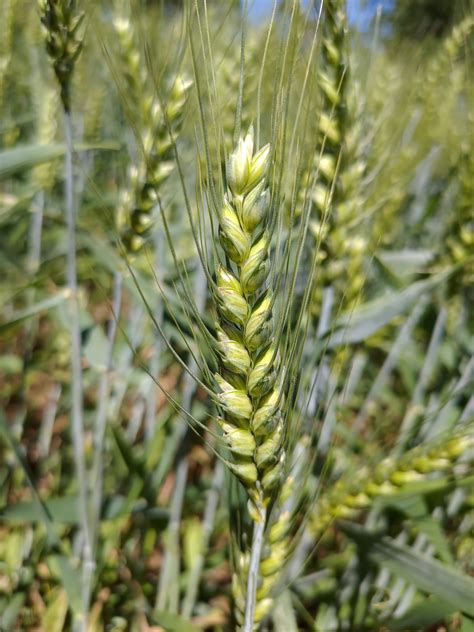 Weizen Feld Gras Kostenloses Foto Auf Pixabay Pixabay