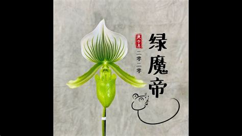 【20059】我家绿魔帝兜兰开花了，李子柒家山上的是野生兜兰吗？杓兰，兜兰，拖鞋兰 静姐说花265 （paphiopedilum