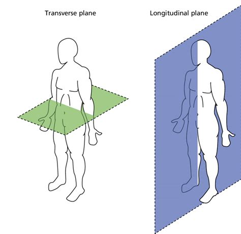 Longitudinal And Transverse Section