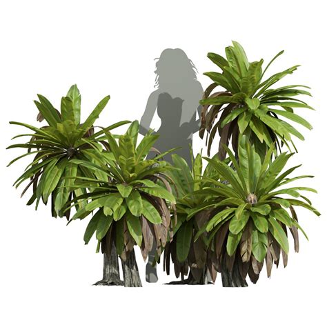 Neottopteris Nidus Small 3d Model Download Trees On