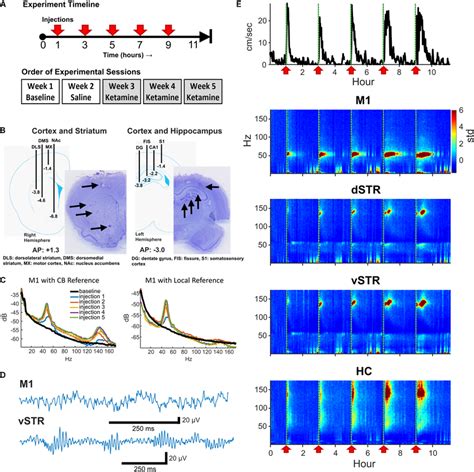 Experiment Design And Neural Recordings A Top Timeline Of An Download Scientific Diagram