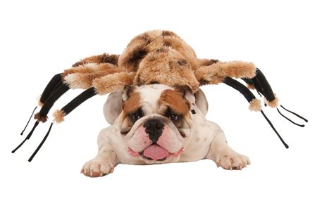 Giant Spider Dog And Cat Pet Costume Pet Costume Center