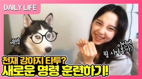 어쩌면 타투는 천재강아지 허스키 새로운 명령 훈련하기 Youtube