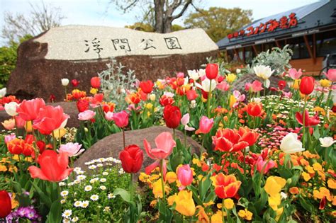 浮間公園の桜とチューリップがキレイでした本日3月31日の様子赤羽マガジン