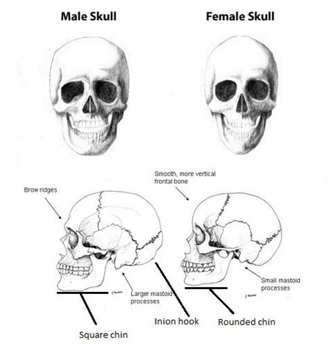 Osteology 101 Part 3 5 Sexing Skeletons